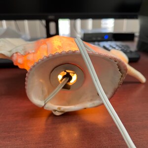 Conch SHELL Nautical Beach Decor NIGHTLIGHT LAMP - Etsy