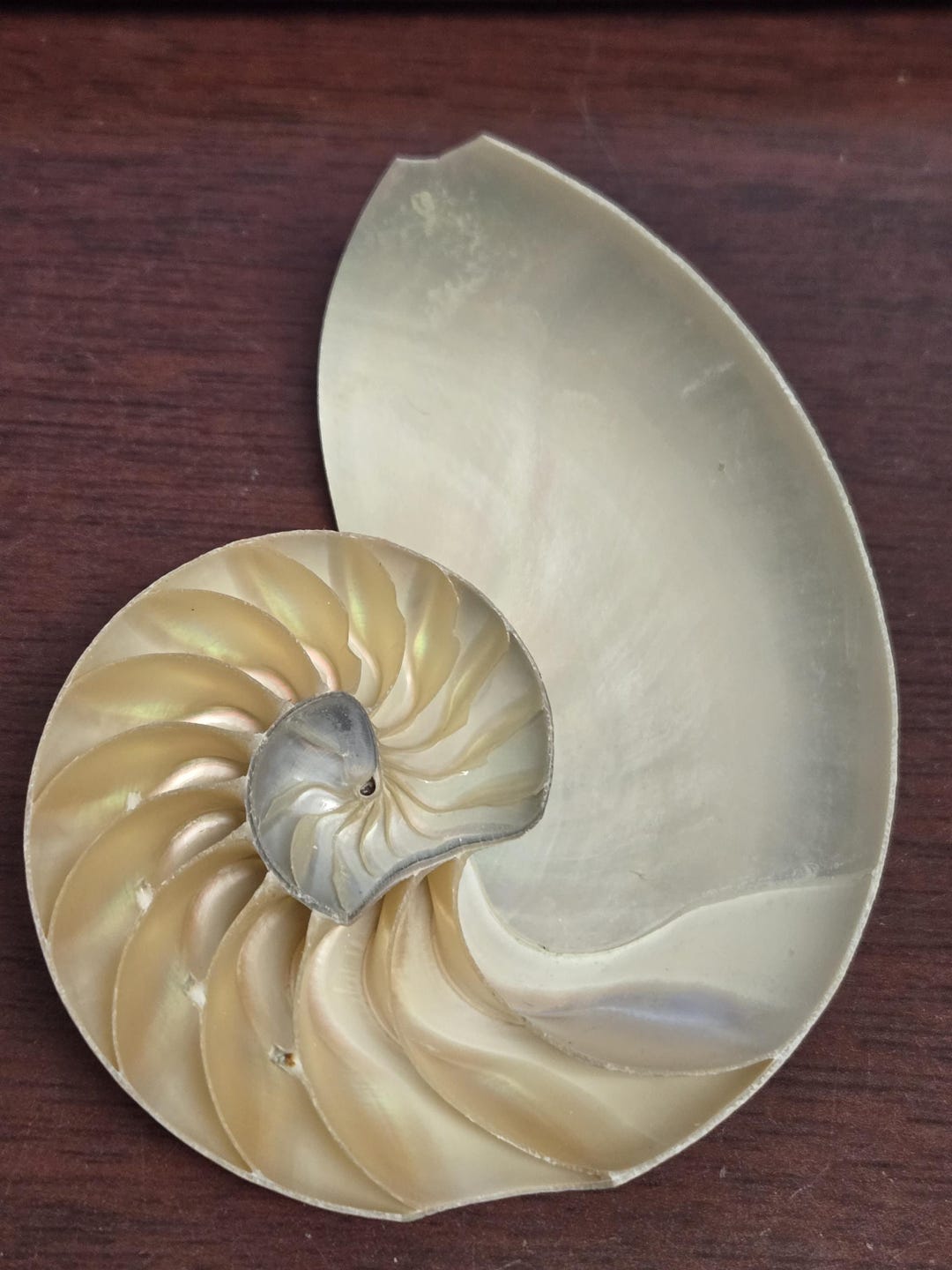 Center Sliced Brown Tiger Polished Nautilus Sliced Decorative Nautical ...