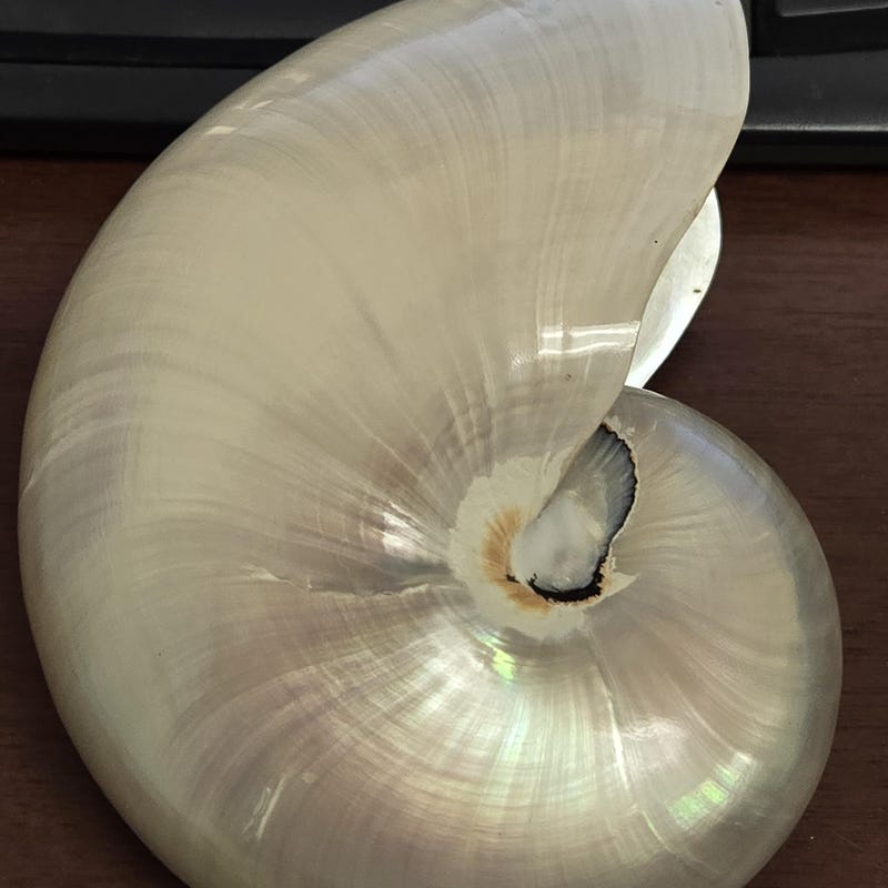 Large Nautilus Shell - Etsy
