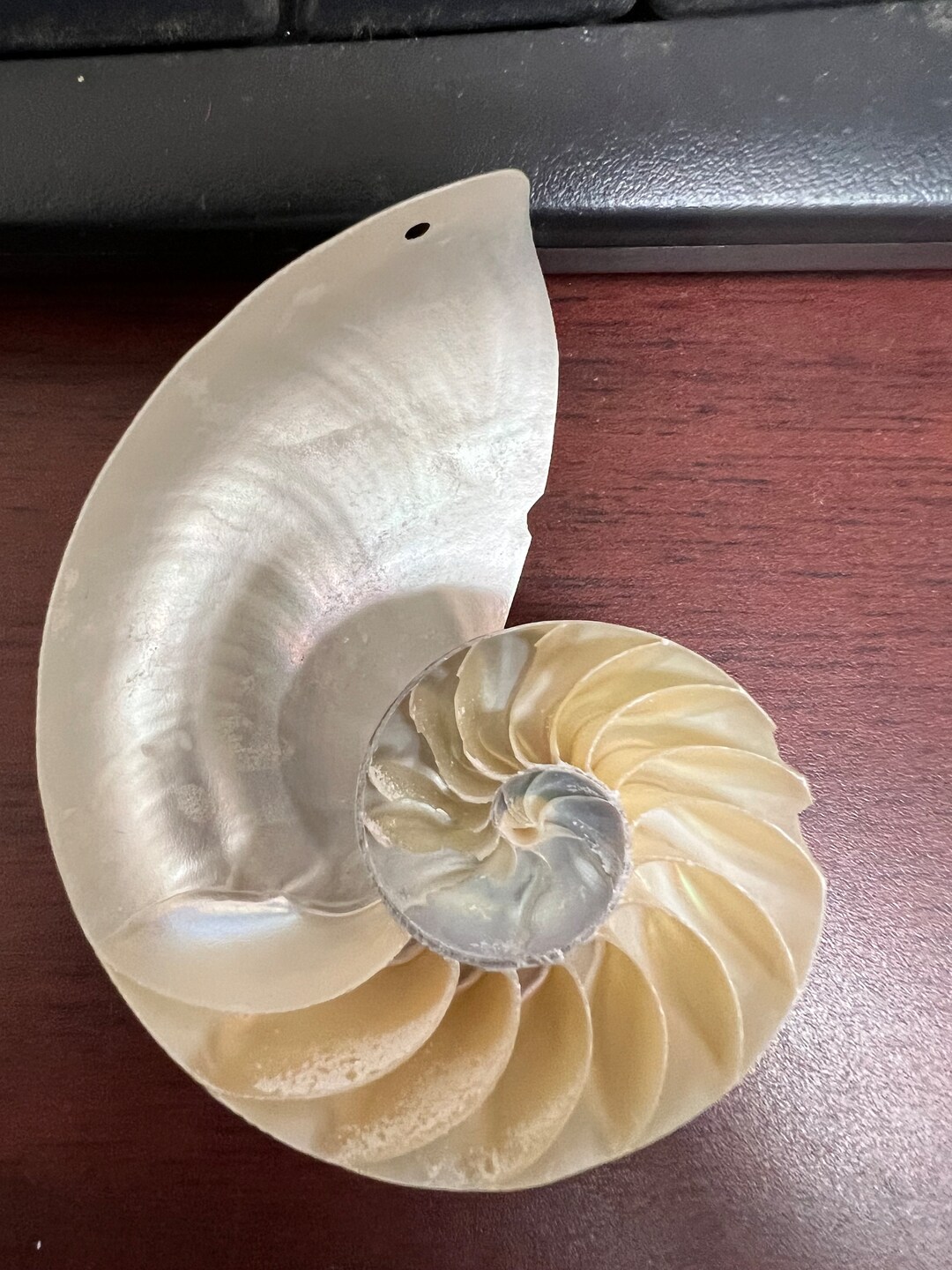 White Polished Pearlized Nautilus Center Sliced Decorative Nautical 2 1 ...