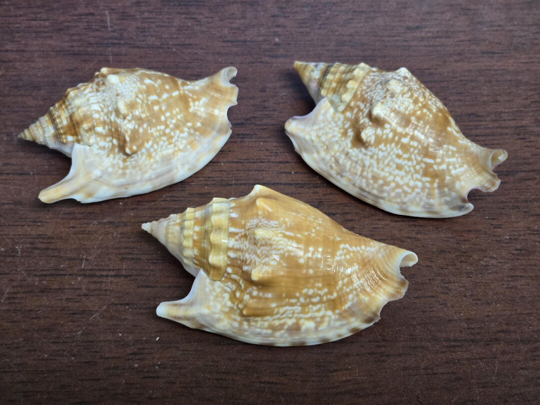3 Pieces Brown Bubble Conch Clam Shell Natural Seashell 2" - Etsy