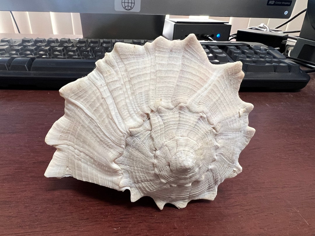 Right Handed Tiger Whelk Seashell DAKSHINAVARTI SHANKH 7 - Etsy