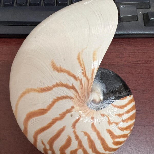 Nautilus Sea Shell - Etsy