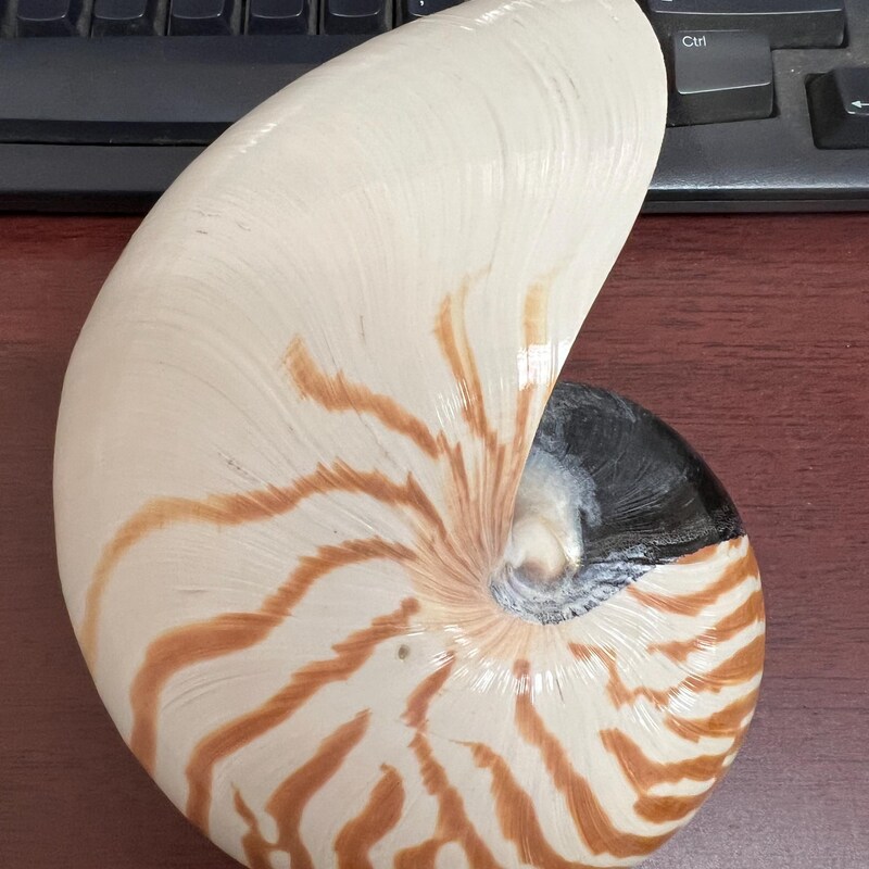 Chambered Nautilus - Etsy