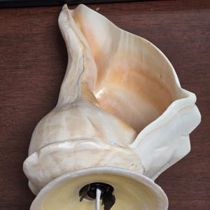 Whelk Sea SHELL Nautical Beach Decor NIGHTLIGHT LAMP - Etsy