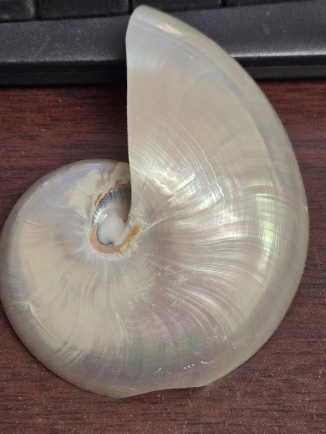 White Polished Pearlized Nautilus Center Sliced Decorative Nautical 4 ...