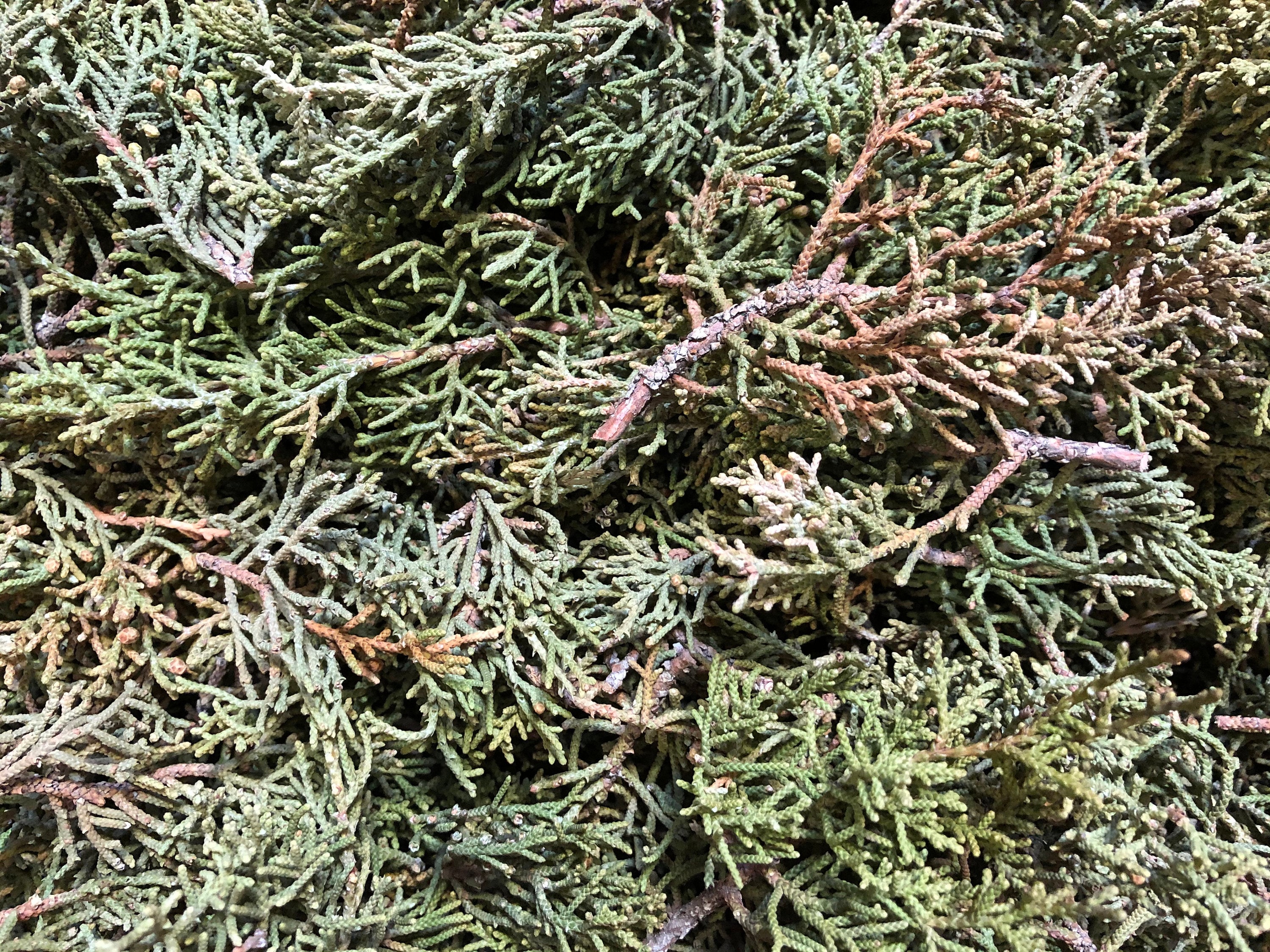 Bulk Loose Dried Juniper Leaves Incense Smudging Spirituality | Etsy