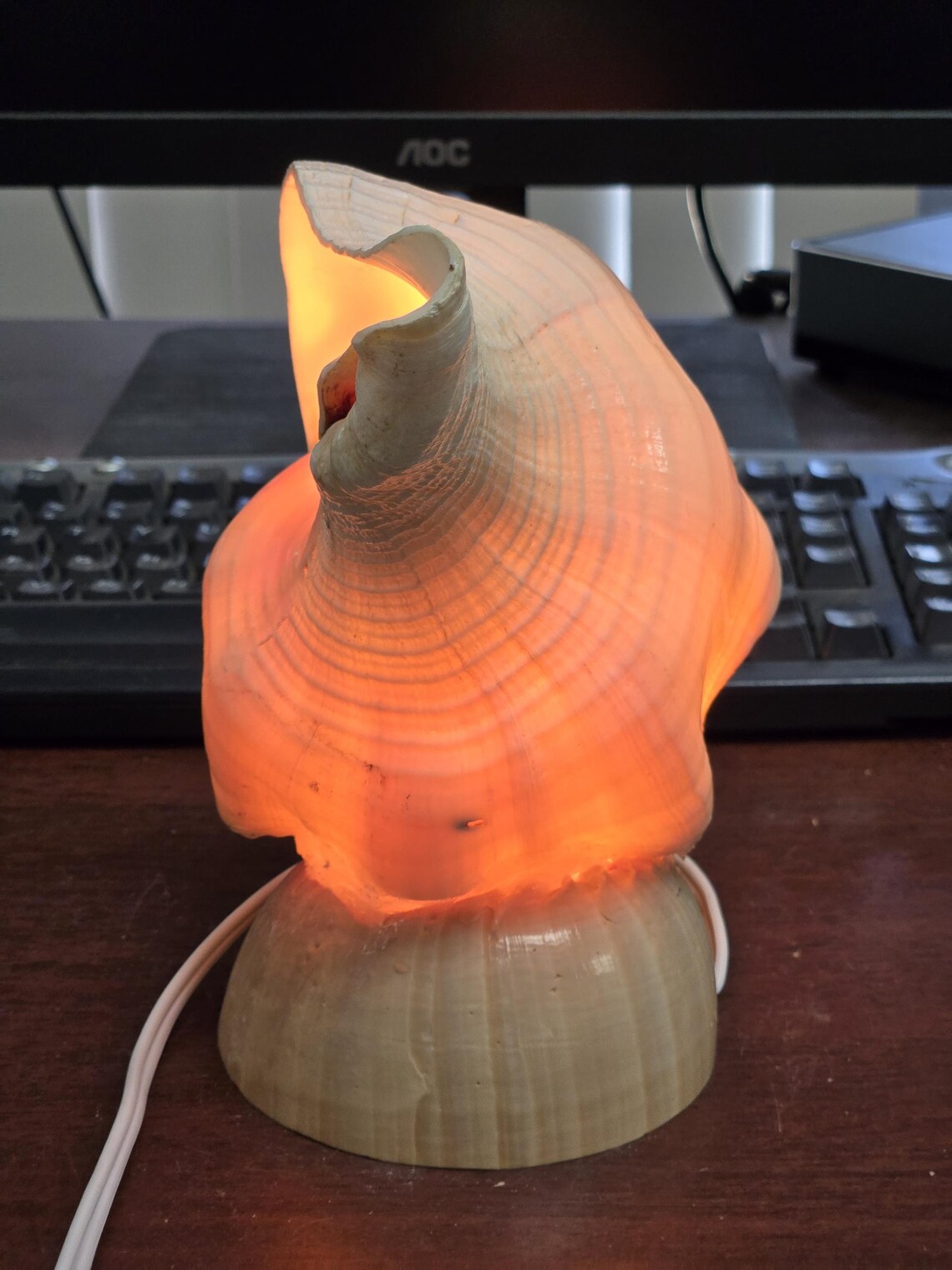 West Indian Shanka SHELL Nautical Beach Decor NIGHTLIGHT LAMP - Etsy