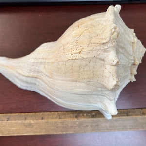 Right Handed Tiger Whelk Seashell DAKSHINAVARTI SHANKH 10 - Etsy