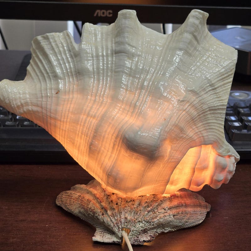 Conch Shell Lamp - Etsy