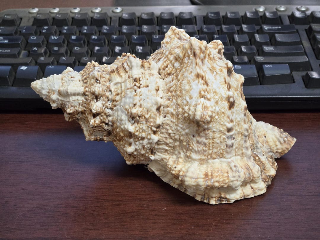 Giant Frog Shell Natural Sea Shell Conch Shell 5" - Etsy