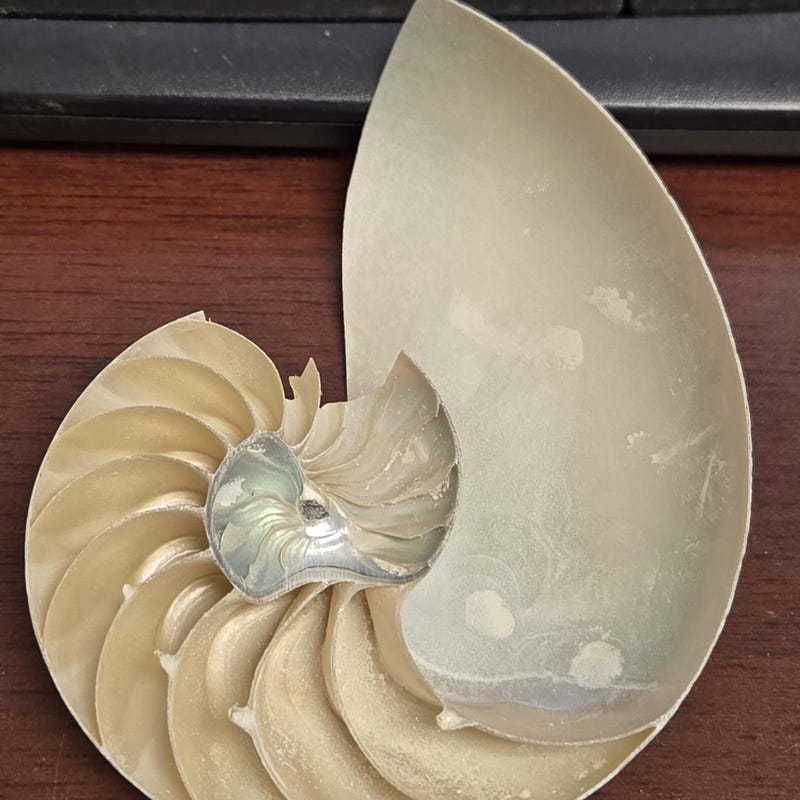 Large Nautilus Shell - Etsy