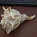 Right Handed Tiger Whelk Seashell DAKSHINAVARTI SHANKH 4" - Etsy