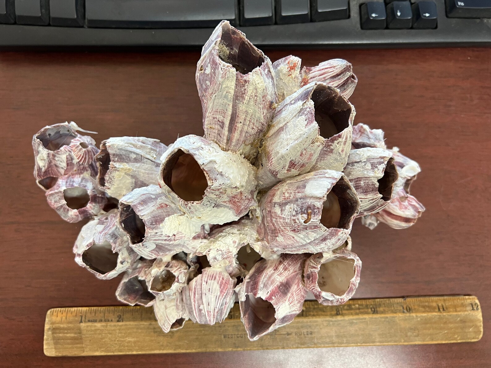 Purple Barnacle Coral Cluster Sea Shell Reef Tank Aquarium - Etsy