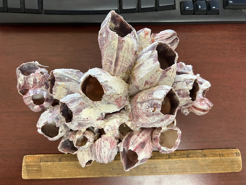 Purple Barnacle Coral Cluster Sea Shell Reef Tank Aquarium - Etsy