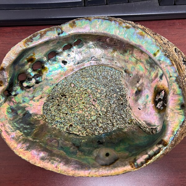 Abalone - Etsy