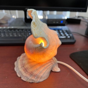 Conch SHELL Nautical Beach Decor NIGHTLIGHT LAMP - Etsy
