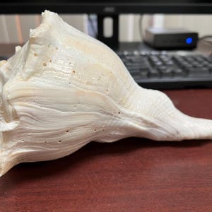 Right Handed Tiger Whelk Seashell DAKSHINAVARTI SHANKH 9” - Etsy