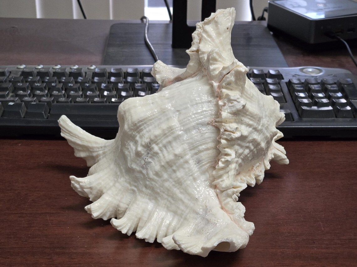 Very LARGE White Pink Murex Shell Decor 9" - Etsy