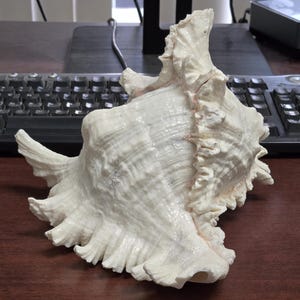 Very LARGE White Pink Murex Shell Decor 9" - Etsy