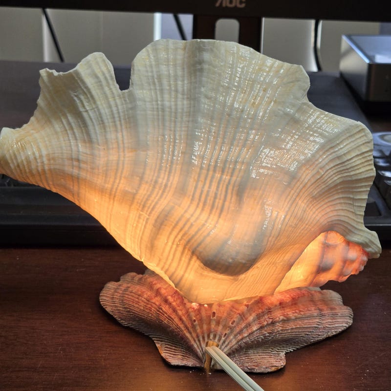 Conch Shell Lamp - Etsy