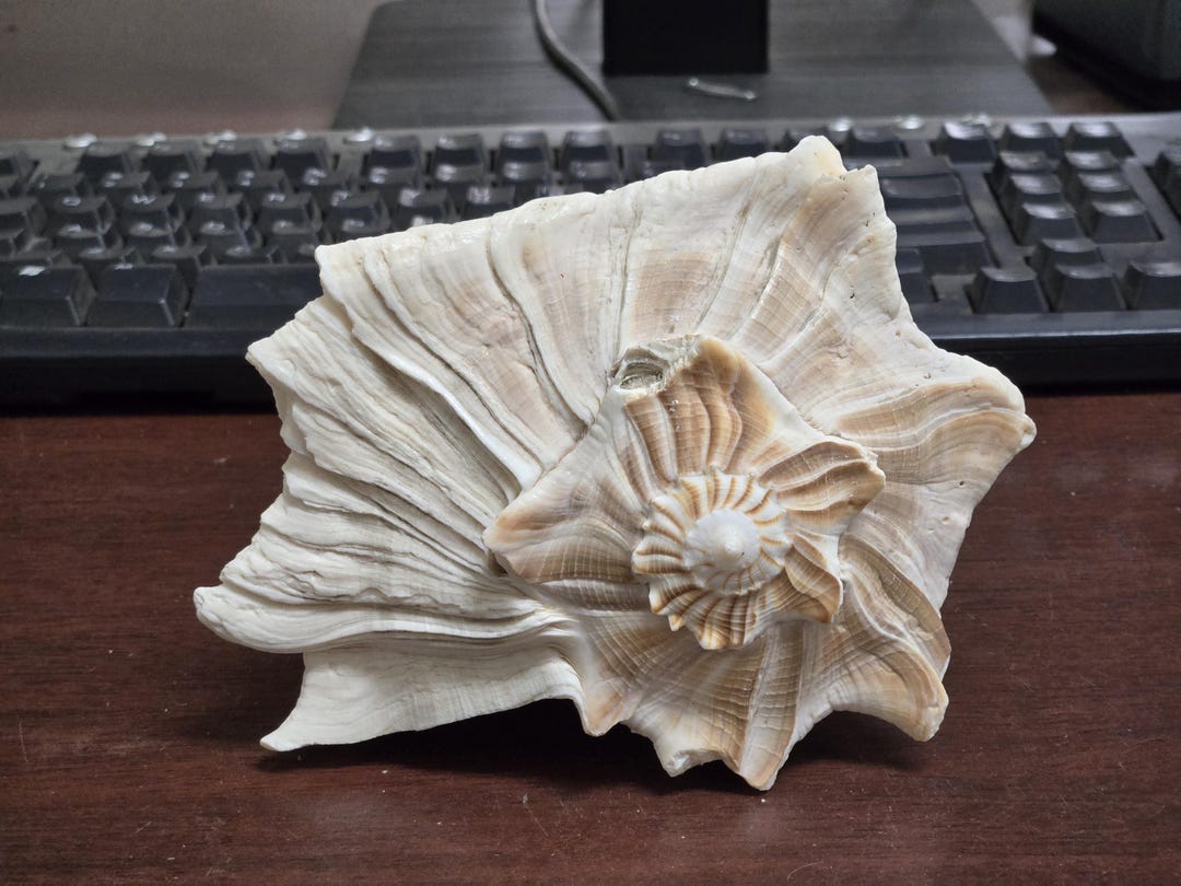 Right Handed Tiger Whelk Seashell DAKSHINAVARTI SHANKH 7” - Etsy