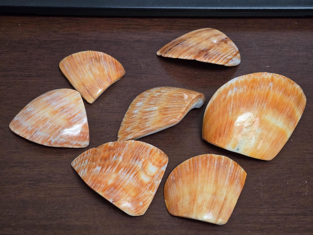 7 Pieces Coral Red Polished Spiny Oyster Shell Blank for Cabochons or ...