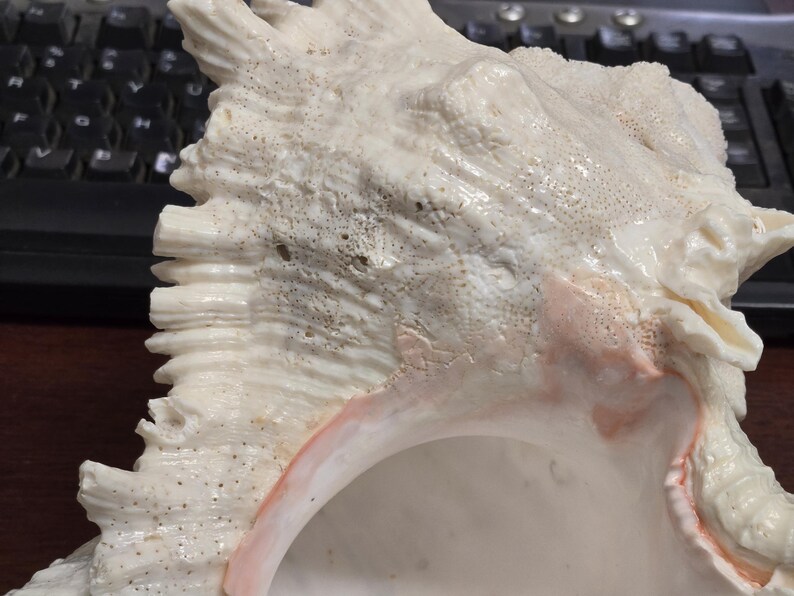 Very LARGE White Pink Murex Shell Decor 9" - Etsy