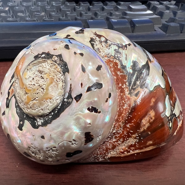 Hermit Crab Shell - Etsy