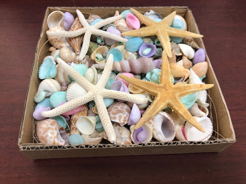 200+ Pcs Colorful SHELL Sugar White STARFISH Craft BOX - Etsy
