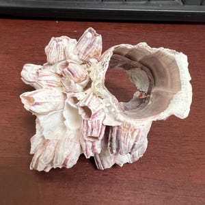 Purple Barnacle Coral Cluster Sea Shell Reef Tank Aquarium Decor - Etsy