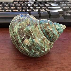 Large Green Jade Turbo Hermit Crab Sea Shell 4" - Etsy
