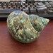 Large Green Jade Turbo Hermit Crab Sea Shell 4" - Etsy