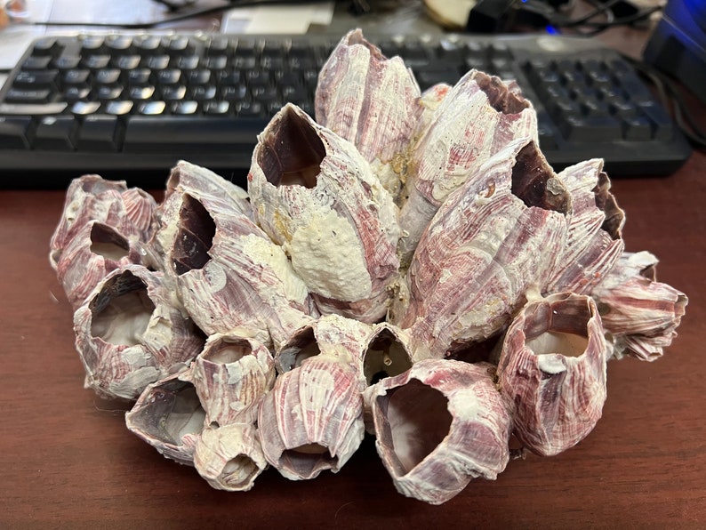 Purple Barnacle Coral Cluster Sea Shell Reef Tank Aquarium - Etsy