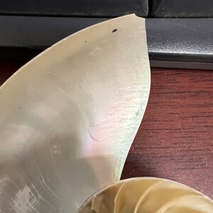 White Polished Pearlized Nautilus Center Sliced Decorative Nautical 4 ...