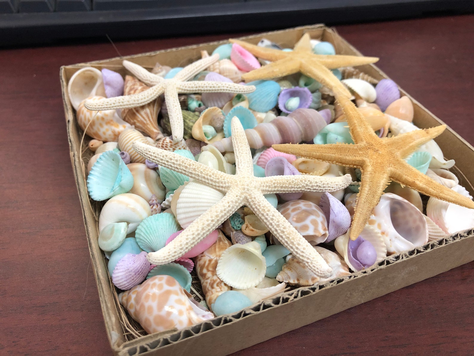 200+ Pcs Colorful SHELL Sugar White STARFISH Craft BOX - Etsy
