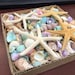 200+ Pcs Colorful SHELL Sugar White STARFISH Craft BOX - Etsy