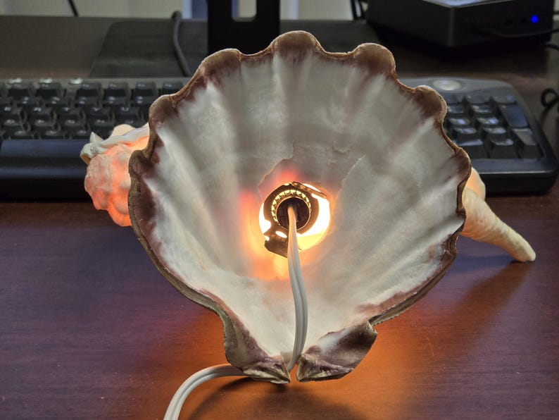 Conch SHELL Nautical Beach Decor NIGHTLIGHT LAMP - Etsy
