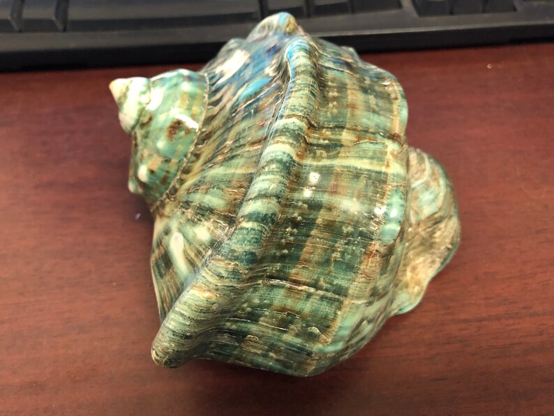 Very LARGE Green TURBO Hermit Crab Shell Decor 5 | Etsy