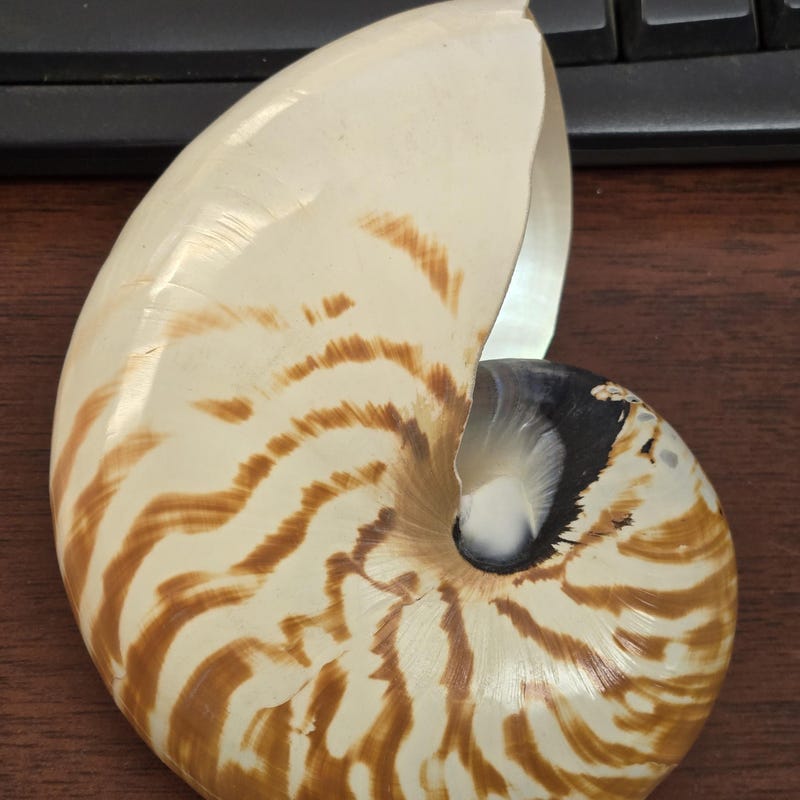 Chambered Nautilus - Etsy