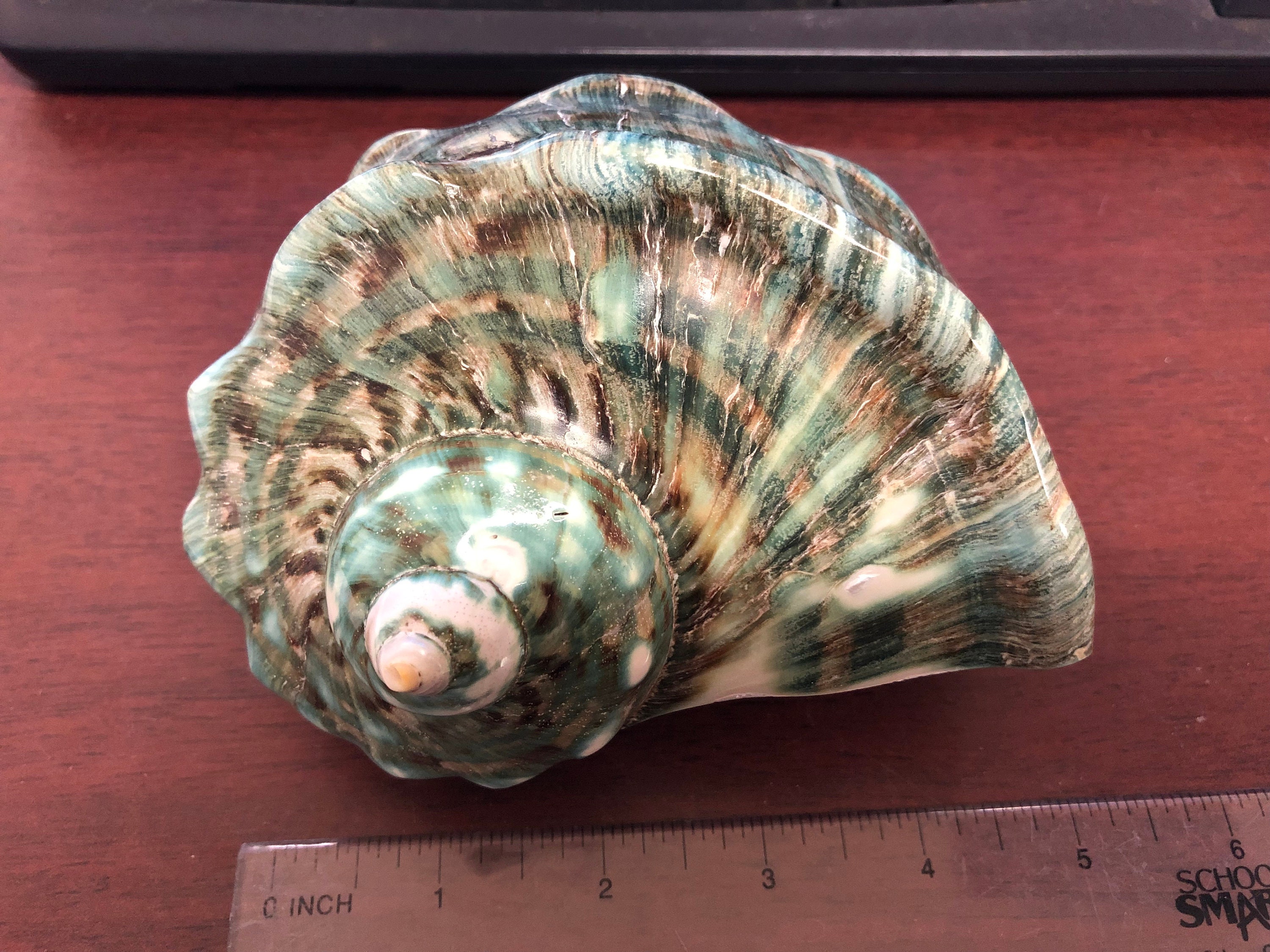 Very LARGE Green TURBO Hermit Crab Shell Decor 5 | Etsy