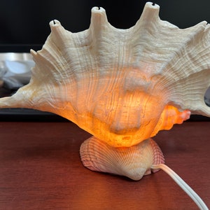 Conch SHELL Nautical Beach Decor NIGHTLIGHT LAMP - Etsy