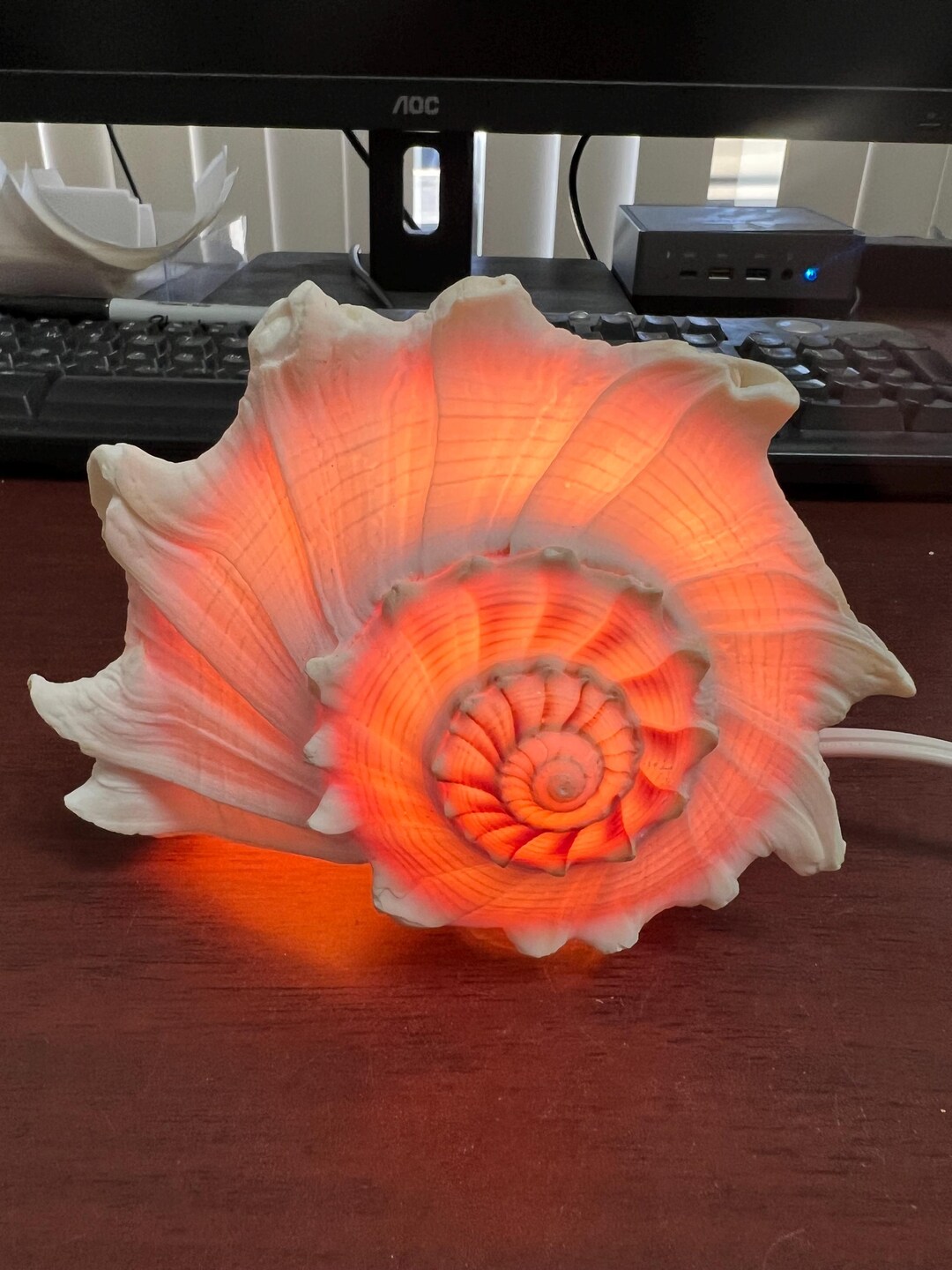 Whelk Sea SHELL Nautical Beach Decor NIGHTLIGHT LAMP - Etsy