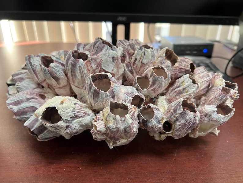 Purple Barnacle Coral Cluster Sea Shell Reef Tank Aquarium Decor - Etsy