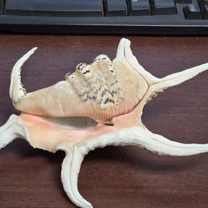 Large Chiragra Spider Conch Shell Spotted Nautical Decor 8" - Etsy