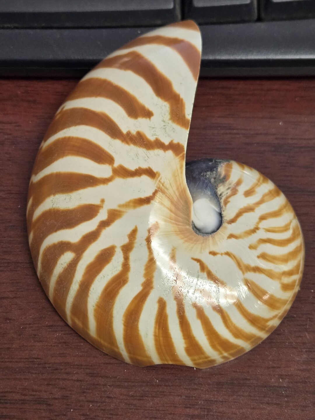 Brown Tiger Polished Pearlized Nautilus Center Sliced Decorative ...