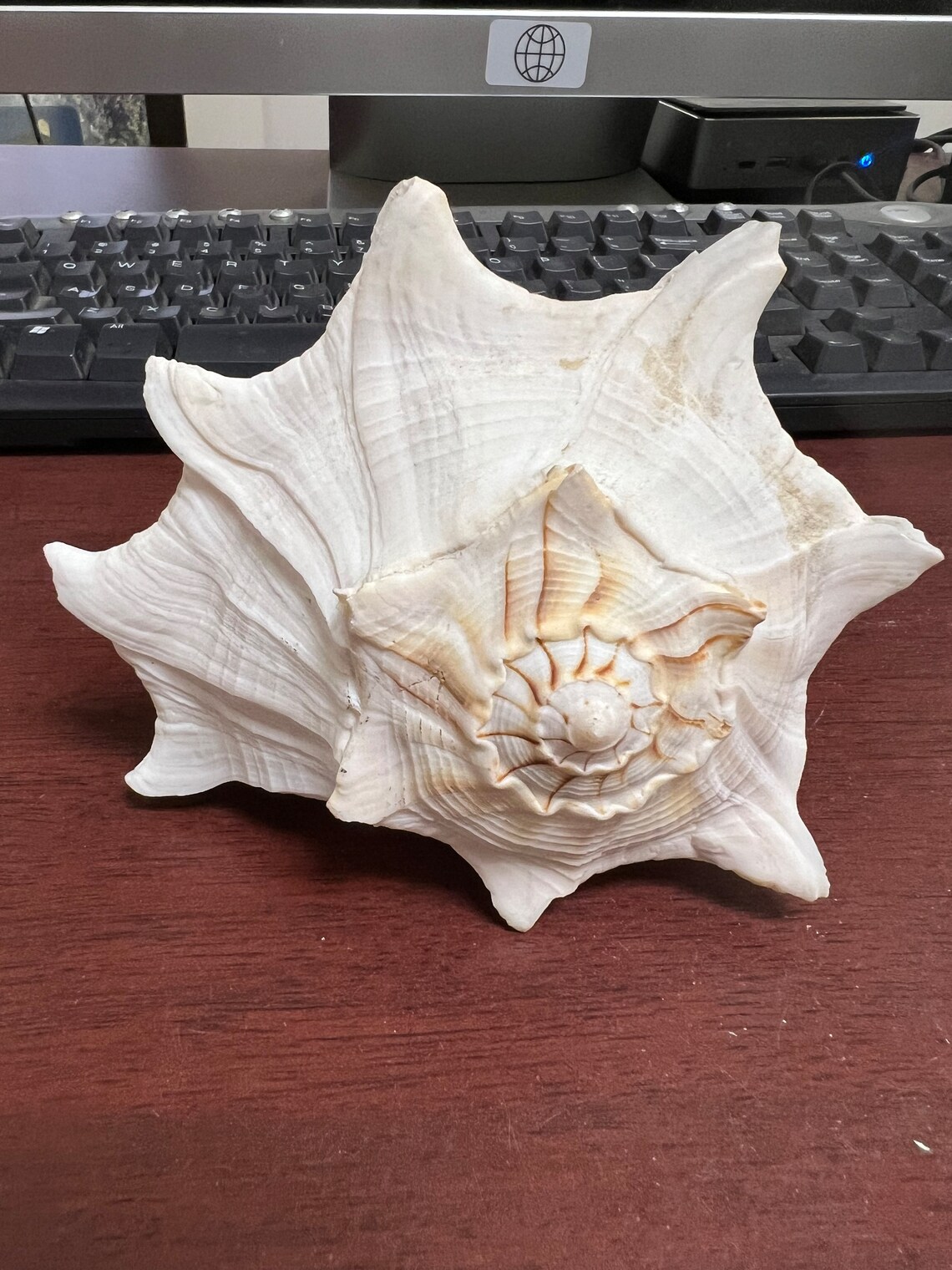 Right Handed Tiger Whelk Seashell DAKSHINAVARTI SHANKH 6 - Etsy