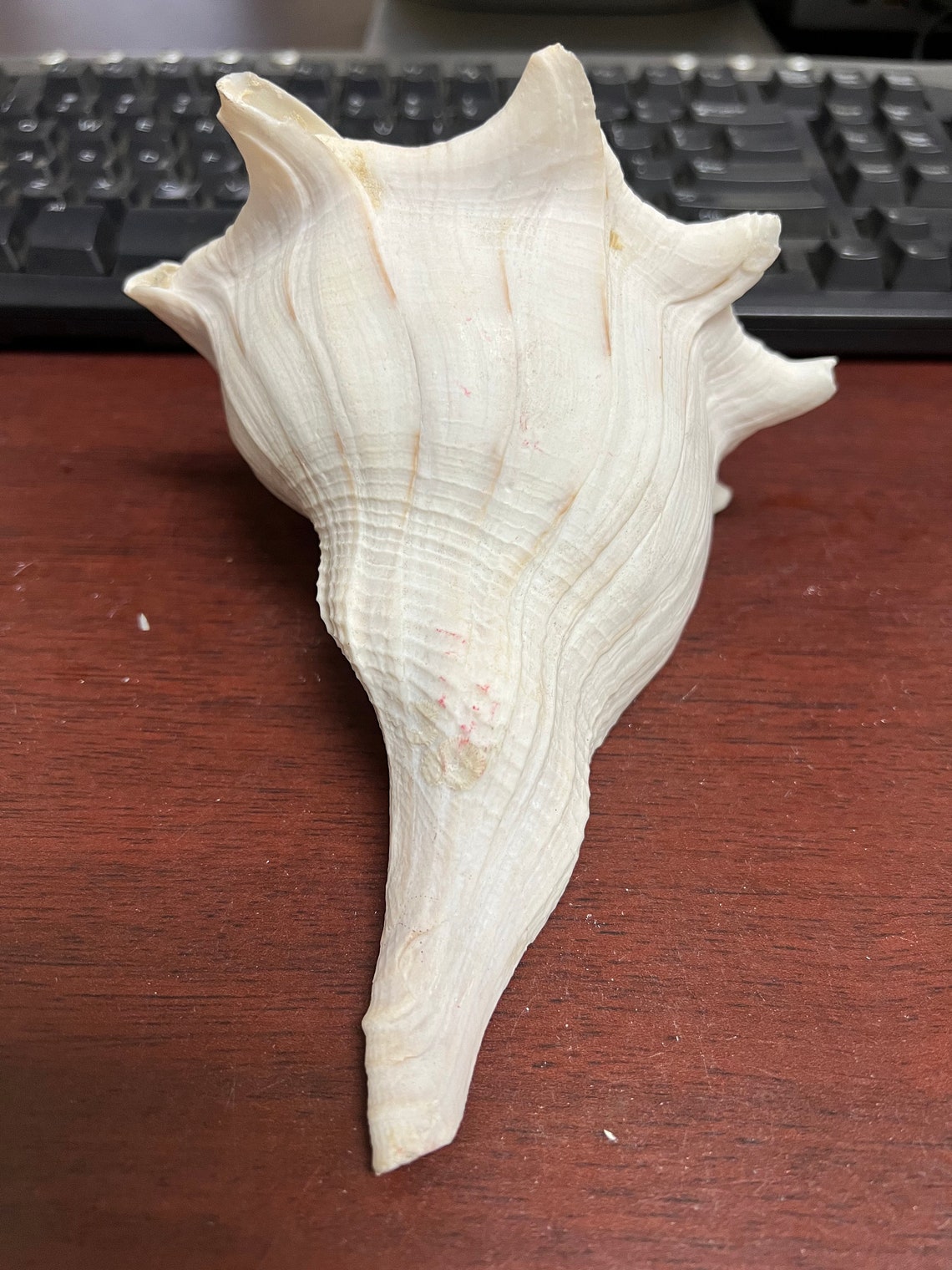 Right Handed Tiger Whelk Seashell DAKSHINAVARTI SHANKH 6 - Etsy