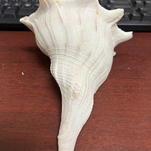 Right Handed Tiger Whelk Seashell DAKSHINAVARTI SHANKH 6 - Etsy