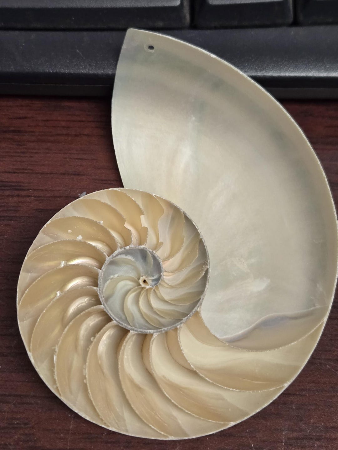 White Polished Pearlized Nautilus Center Sliced Decorative Nautical 3.5 ...